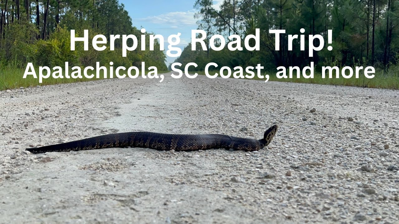Finding Snakes in the Deep South! Scarletsnakes, Wild Cornsnake, and ...