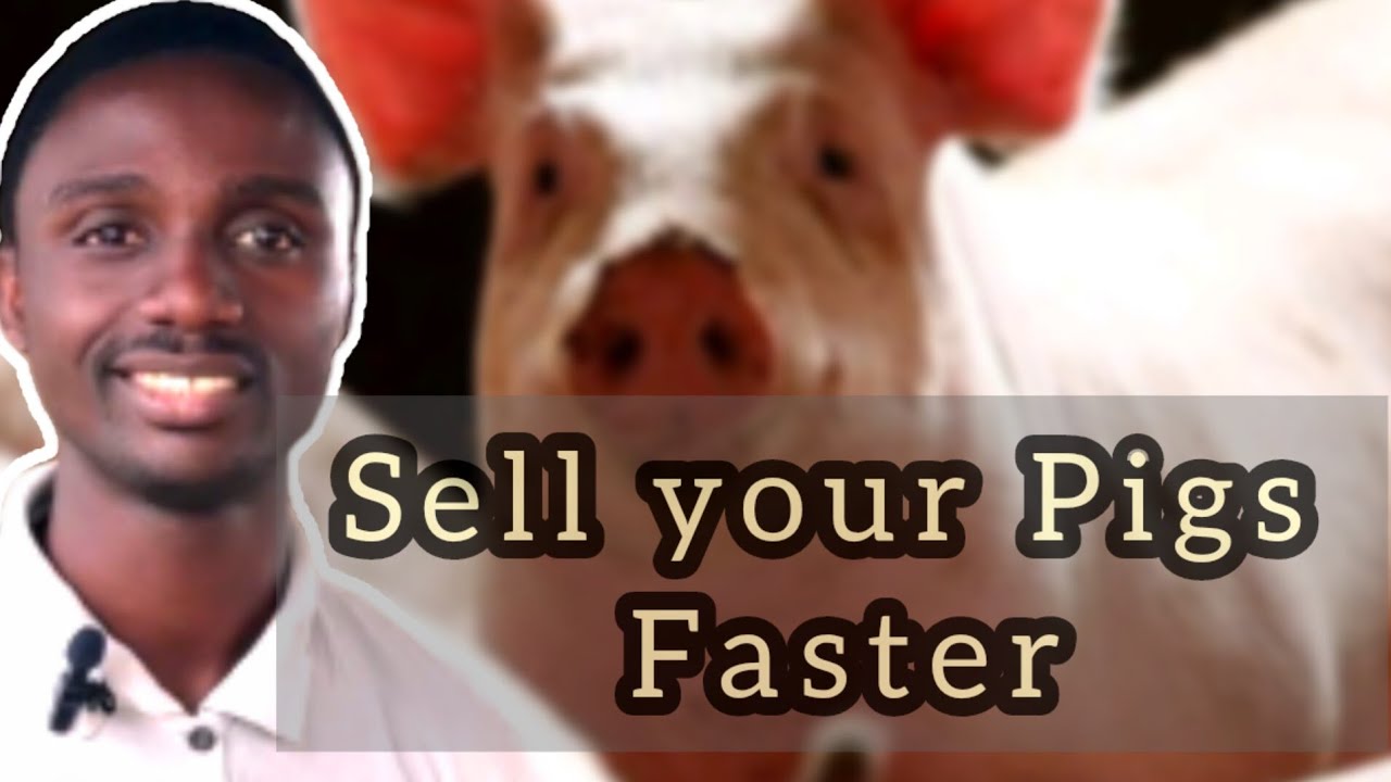 How to sell you Pigs when starting a Pig farm. - YouTube