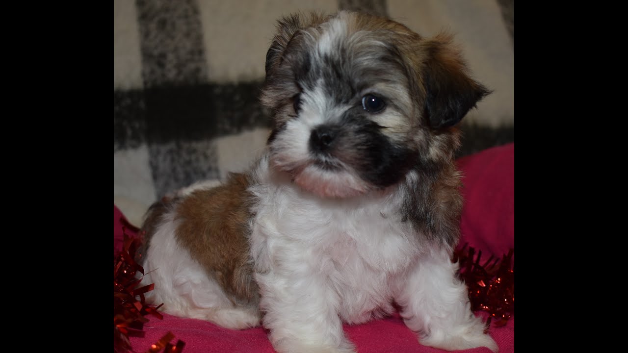 Mal-shi Puppies for Sale - YouTube