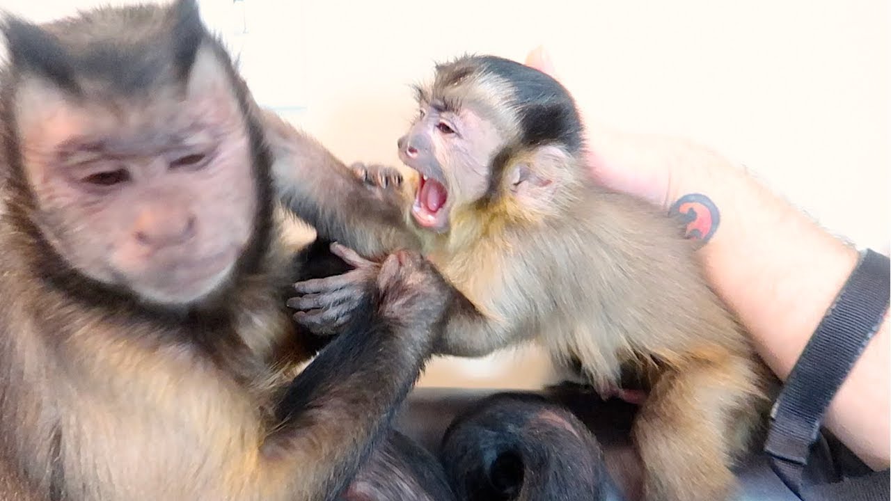 Capuchin Monkey Play Fight! (CUTE) - YouTube