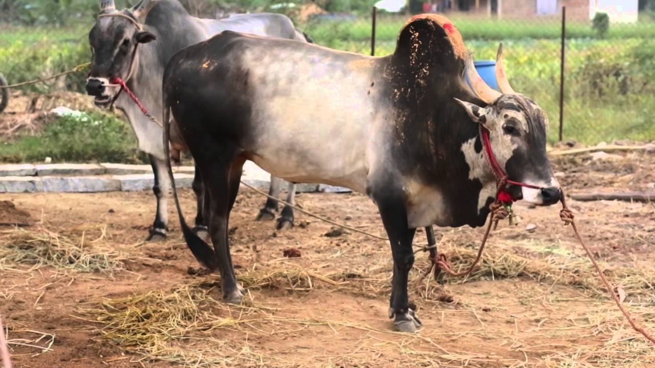 Kangeyam Kalai / Kangayam Bull / Bas Indicus Zebu ( காங்கயம் காளை ...