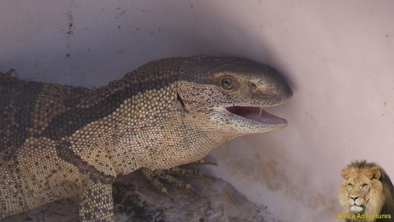 Monitor Lizard Rescued From Jacuzzi Spa Bathtub - YouTube