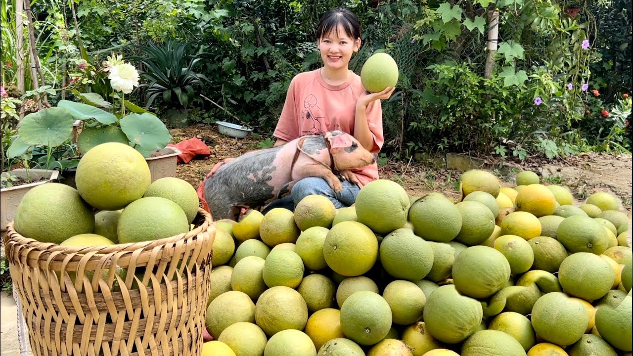 Go with Peppy the pig to harvest grapefruit and sell it to traders ...
