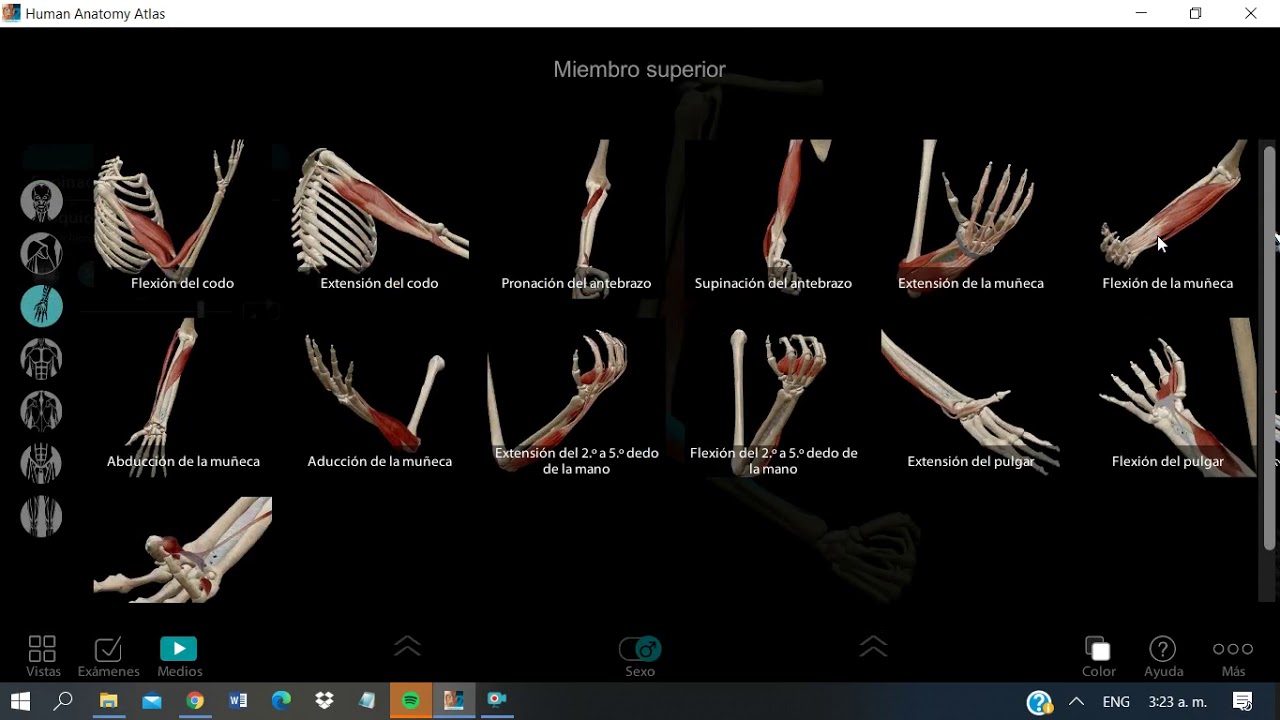Pronación, supinación y movimientos de la radiocarpiana - YouTube