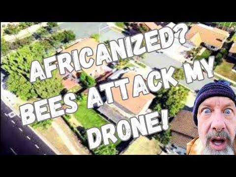 Aggressive Swarm of Possibly Africanized Bees Attack Drone In ...