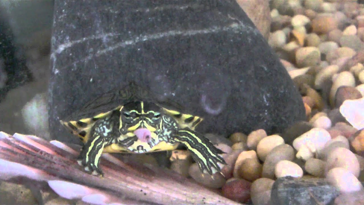 Yellow Bellied Turtle Eating Live Worm - YouTube