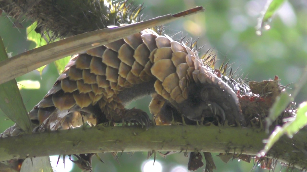 Black Bellied Pangolin feeding on Ants in a spiny palm. - YouTube