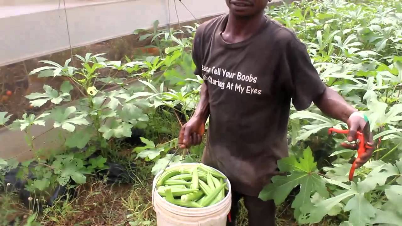 Agrosol at Agronet Okro Farms - YouTube