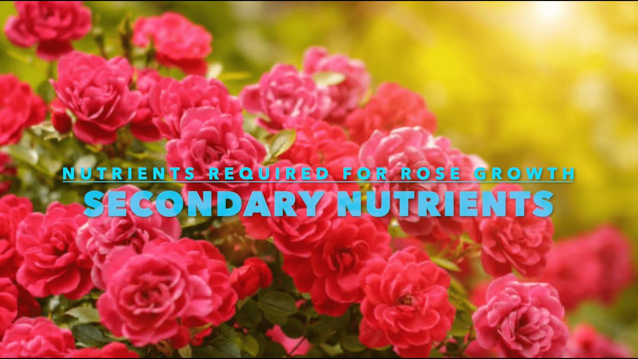 A guide to rose nutrition: the secrets of the three secondary nutrients ...