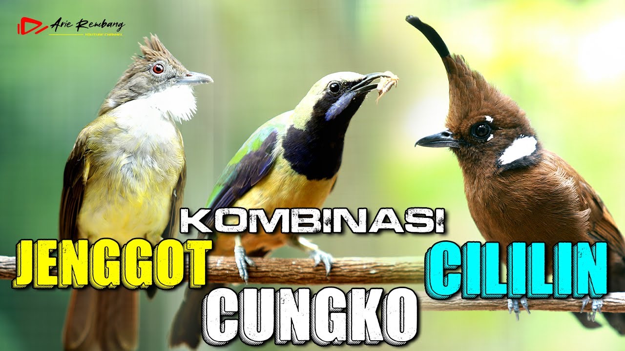 MASTERAN CILILIN - CUNGKO - CUCAK JENGGOT - YouTube