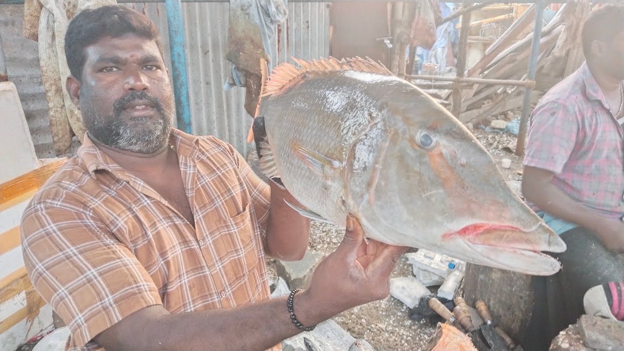 vilai meen/vanjaram fish cutting video fishcuttingrs #kasimedu # ...