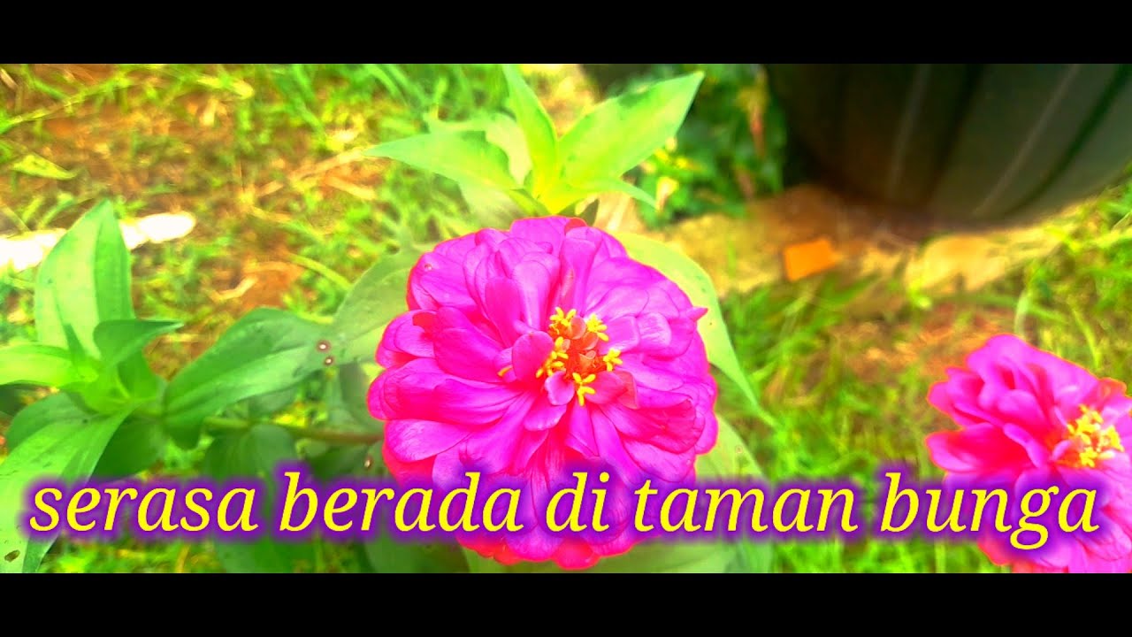 tanam bunga di pekarangan rumah suasana adem pinggir sawah - YouTube