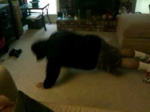 Fat Guy - Push Ups Challenge Round 2 - YouTube