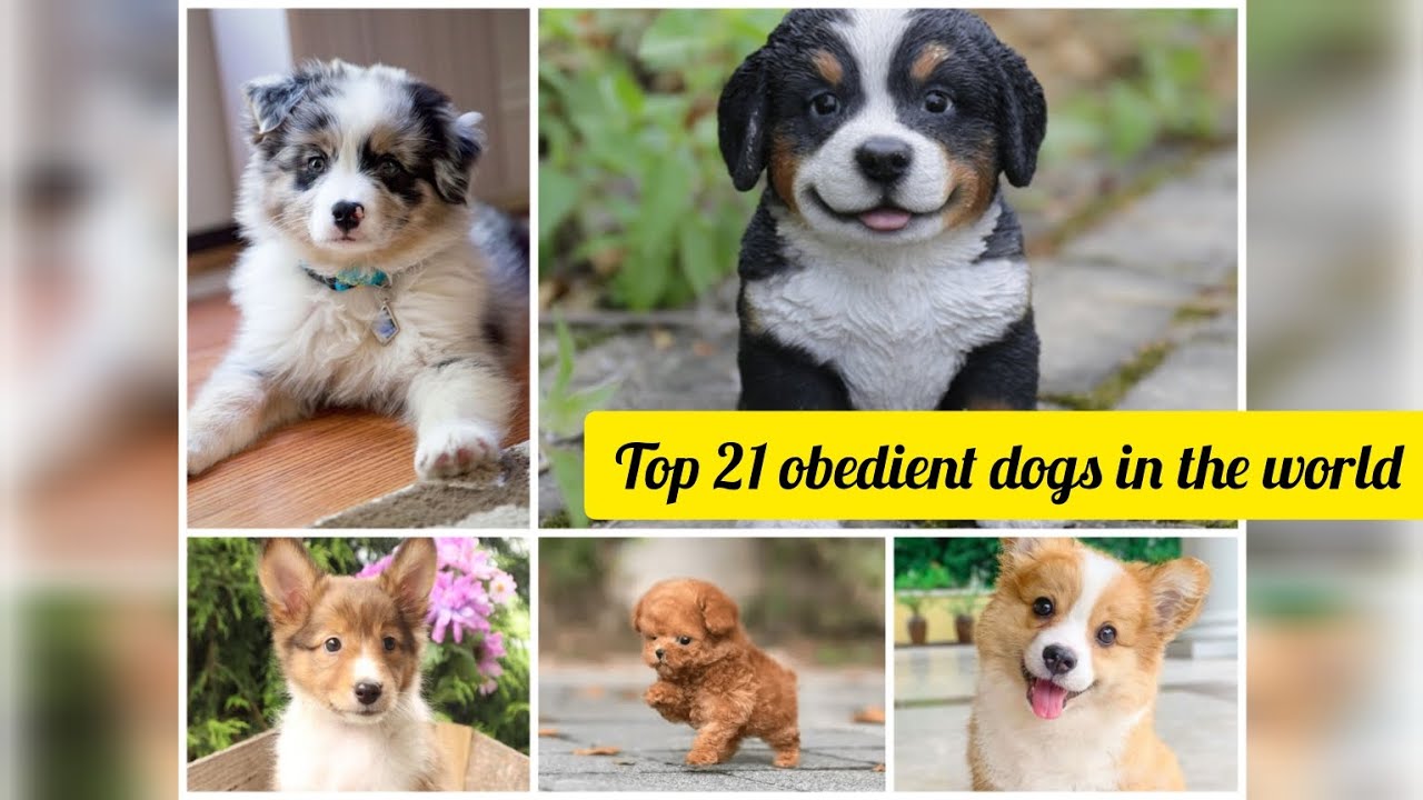 Top 21 most obedient dogs in the world. - YouTube