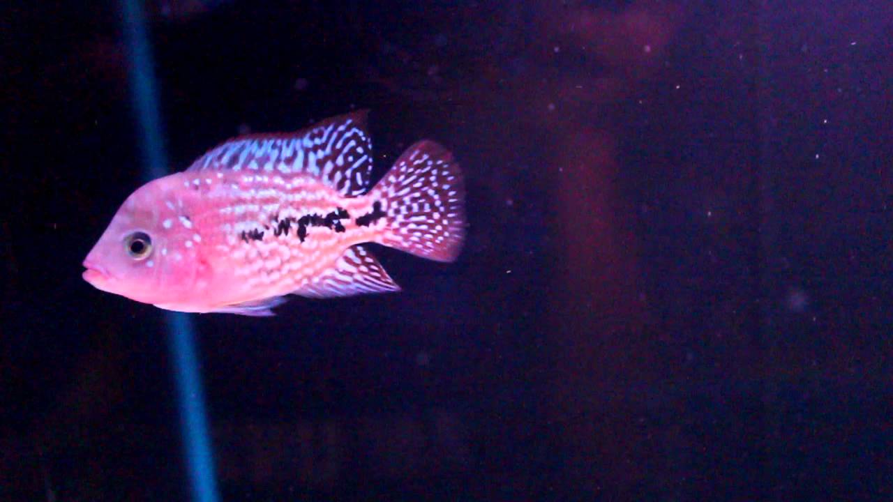 Small Classic Kamfa 2 inch - Reserved to Albert - YouTube