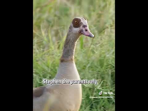 sayapnya belum tumbuh