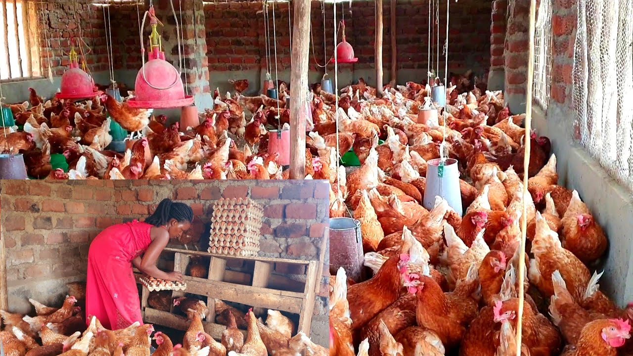 How I turn laying chicken into the most profitable business - YouTube
