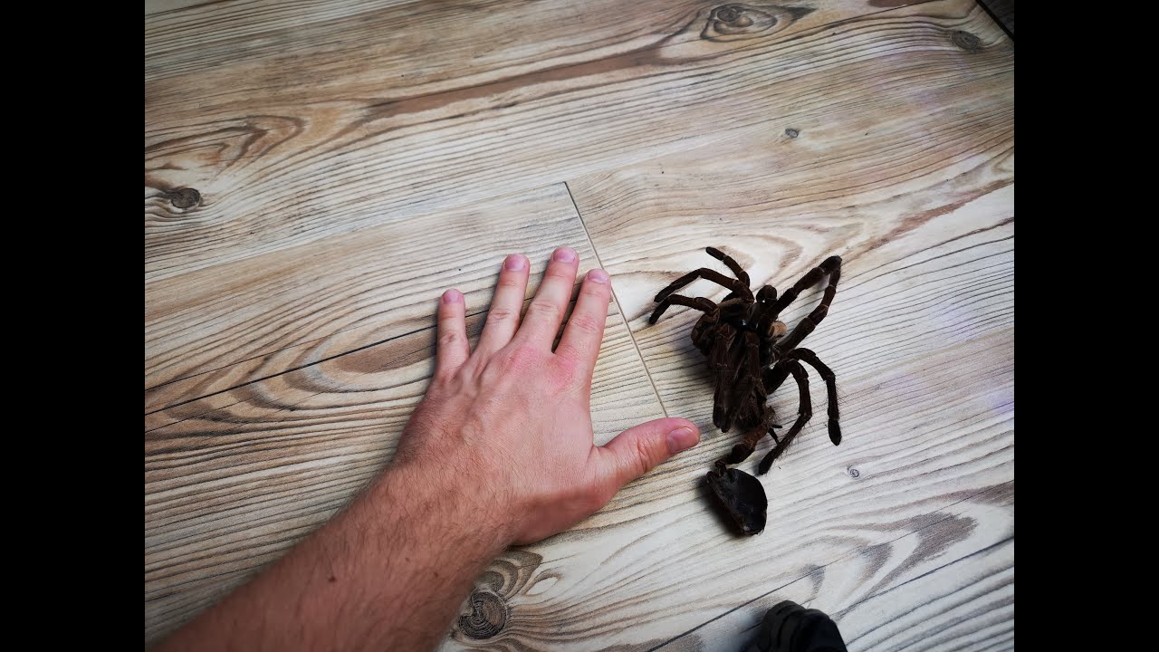 Theraphosa Stirmi- Tarantula Skin 🕷😱🕷 - YouTube