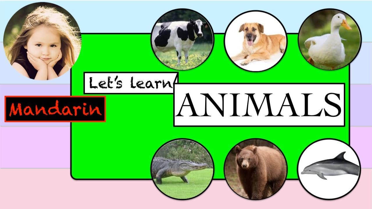 中文动物抽认卡 - ANIMALS Flash Cards in CHINESE Mandarin - YouTube