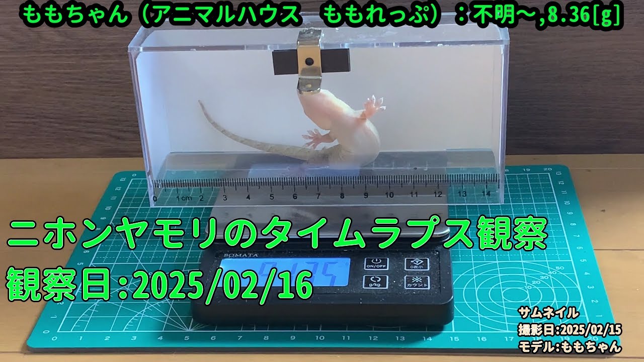 【For Work】 RPi-Cam-Web-Interfaceを用いたニホンヤモリのTimelapse観察 2025年02月16日 ...