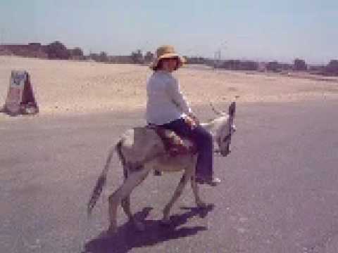 Donkey on the edge - YouTube