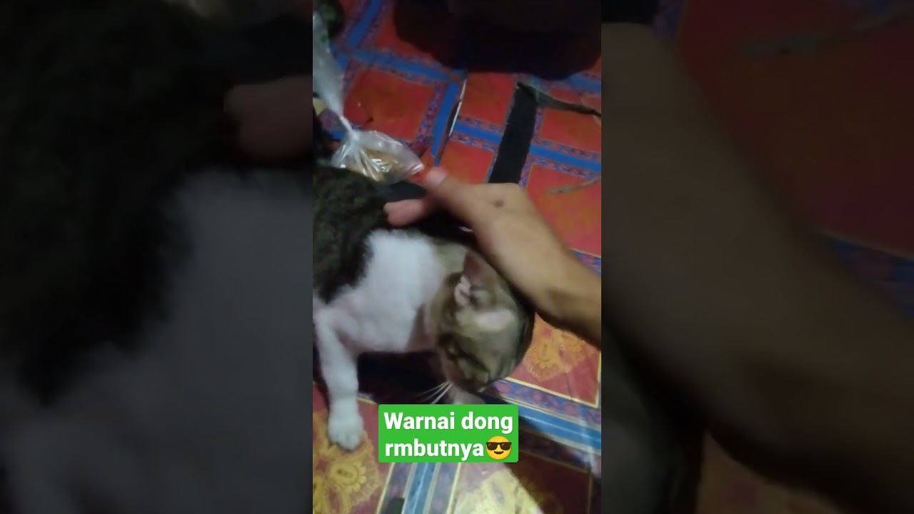 Kucing gaul🤣,,#kucing #shorts - YouTube
