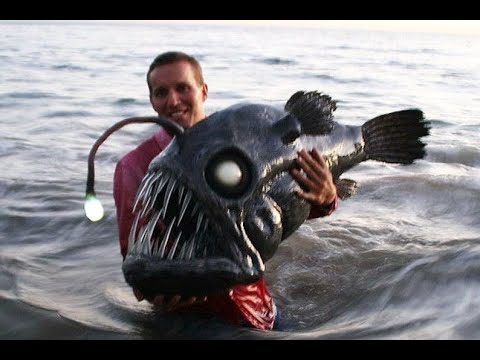 Angler fish the monster of the deep - YouTube