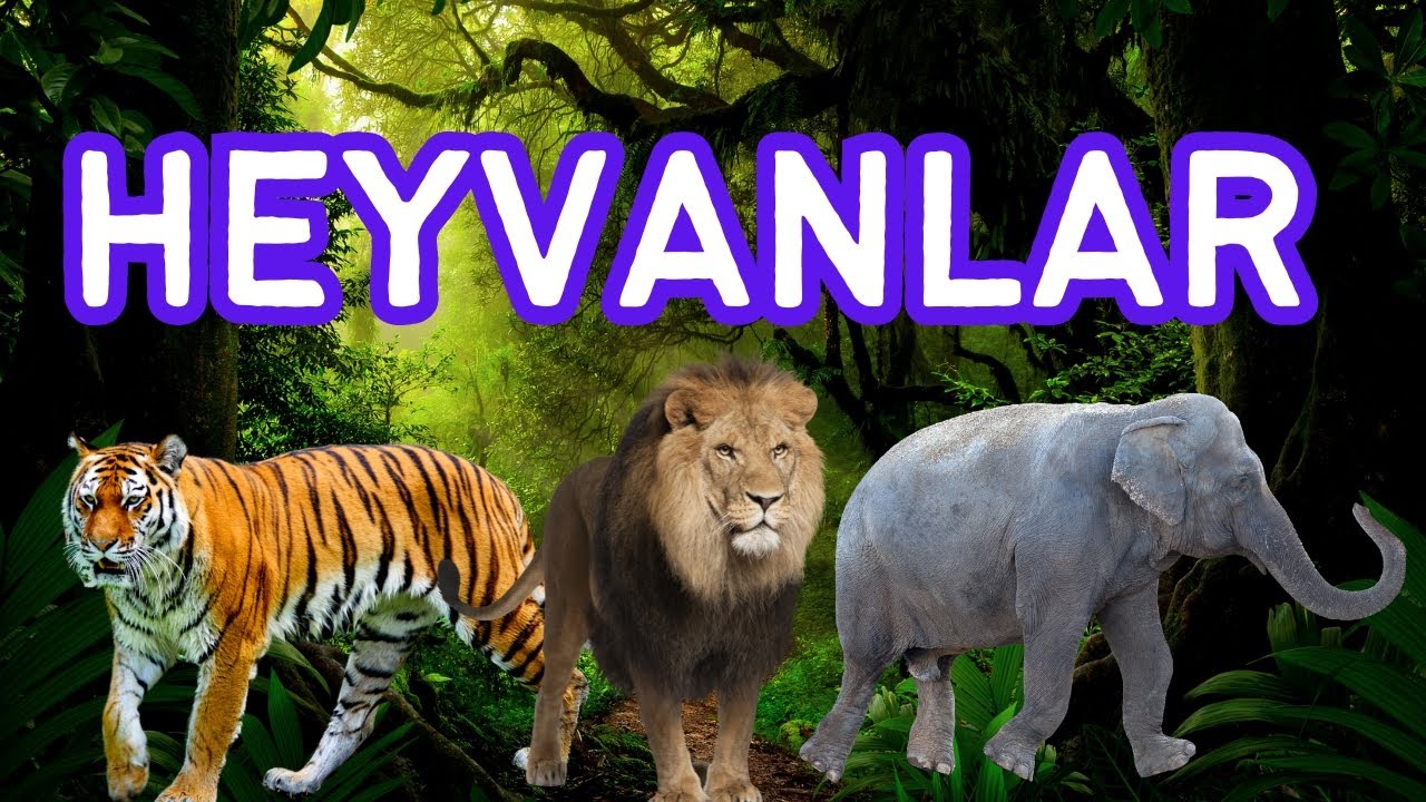 Heyvanlar / Azərbaycan dilində öyrədici cizgi filmlər - YouTube