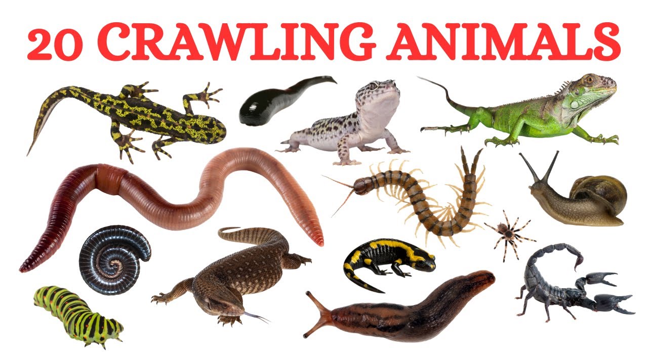 Crawling Animals Name | Insects and Reptiles | 20 Crawling Creatures ...