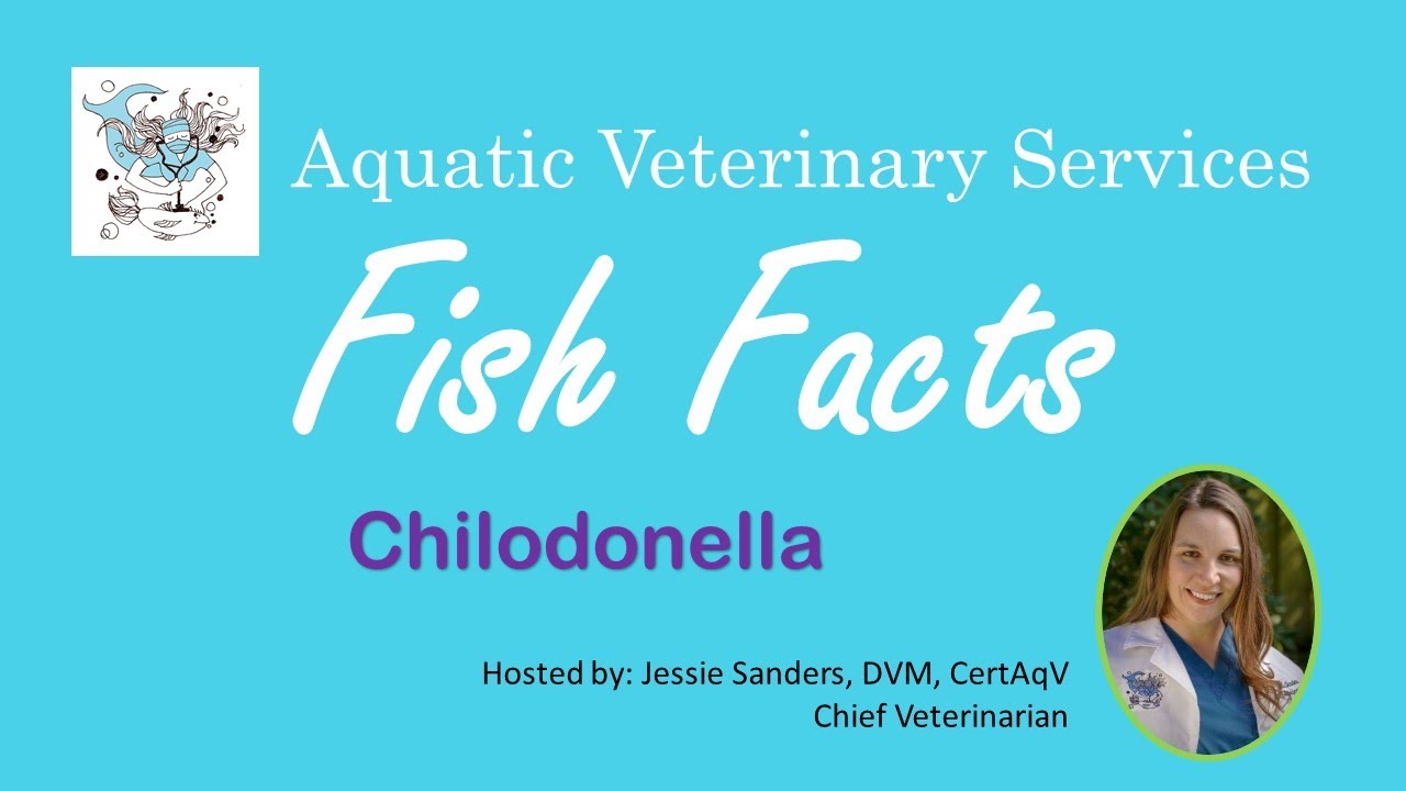 Chilodonella in Fish - YouTube