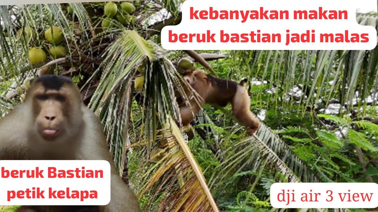 Beruk bastian metik kelapa sudah malas, akibatnya badan nya menyerupai ...