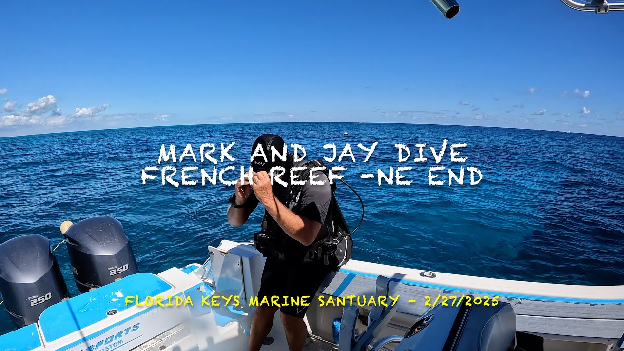 Divng French Reef , Key Largo w Turtle at the NE End - YouTube