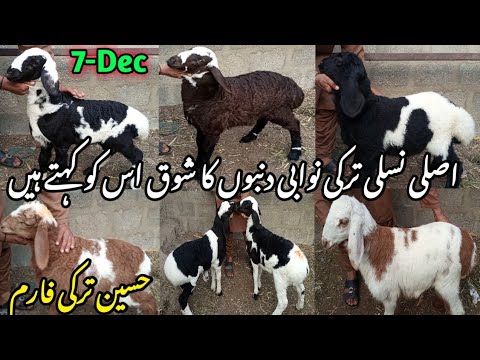 Hussain sheep and goat farm visit latest update| 7-Dec-2023| Turkey ...