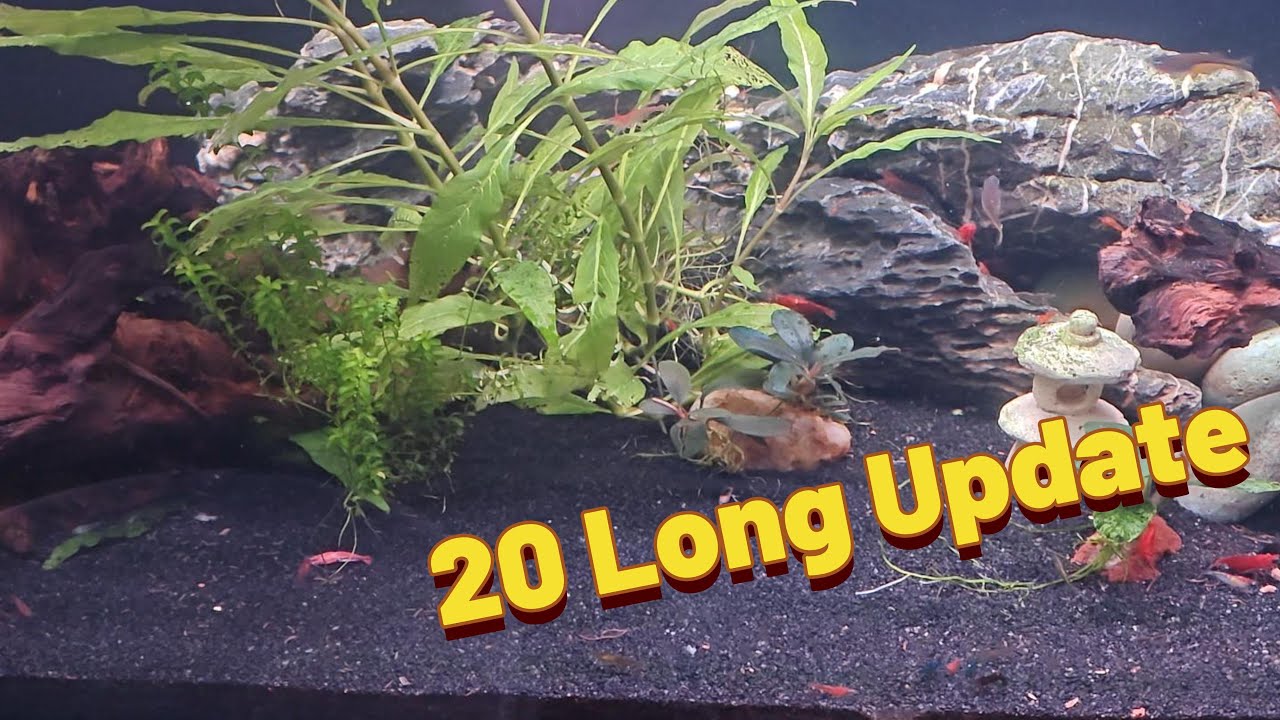 20 Long 2 month update Tank is Doing Fantastic #fishkeepinghobby - YouTube