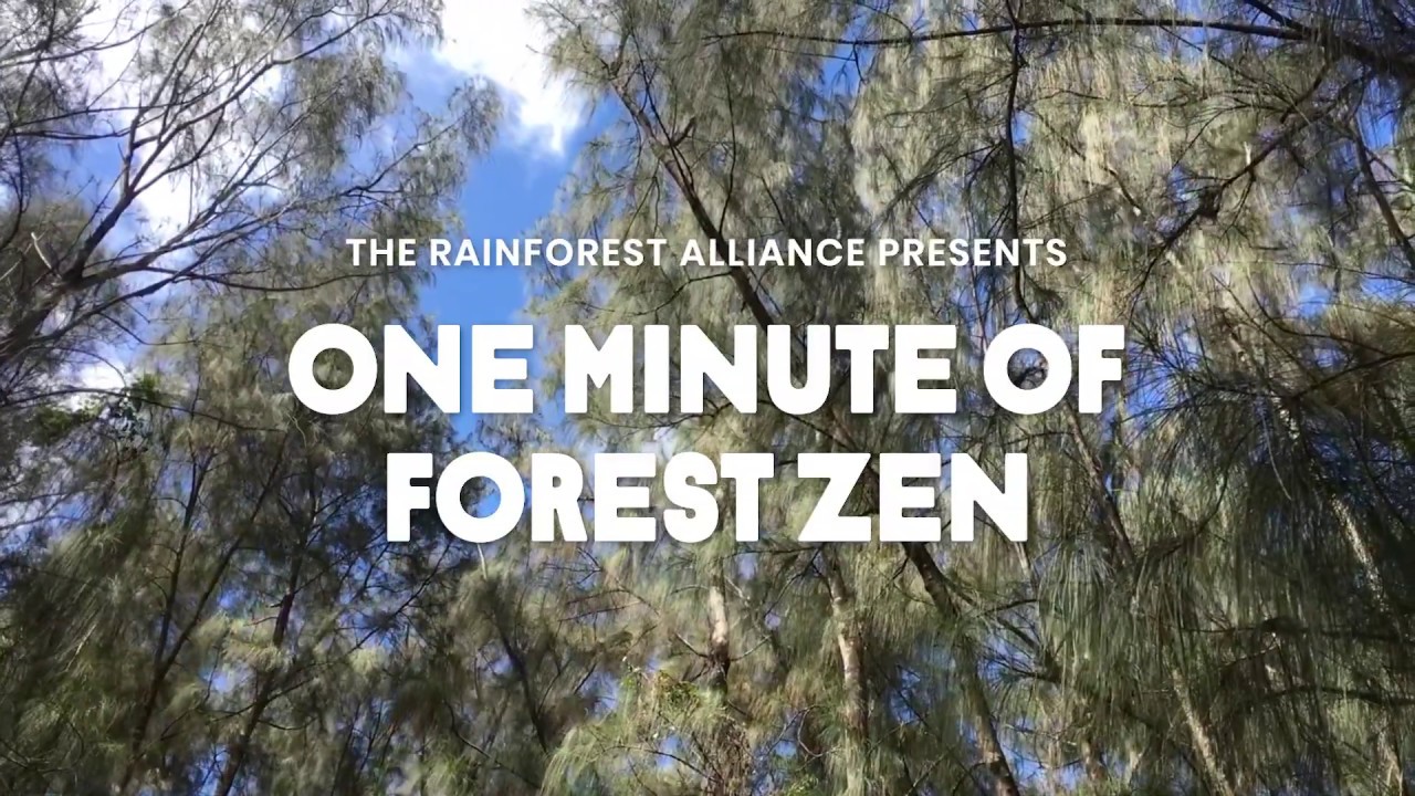 One Minute of Forest Zen – Hale'iwa - YouTube