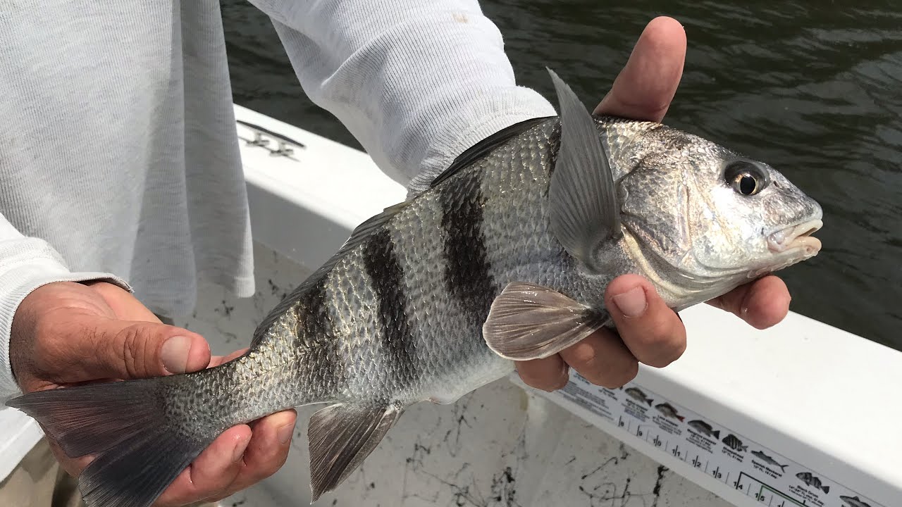 A few On the Hook in the Halifax river in Daytona Beach - YouTube