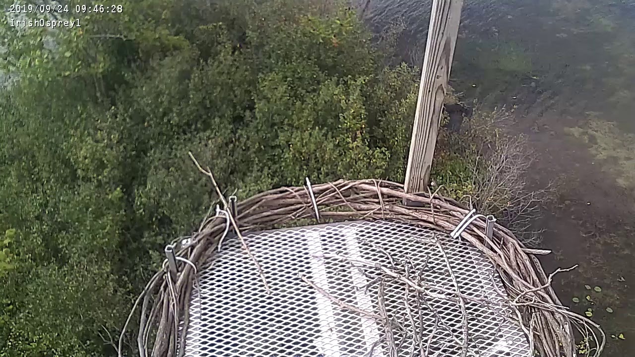 Irish Osprey Live Stream - YouTube