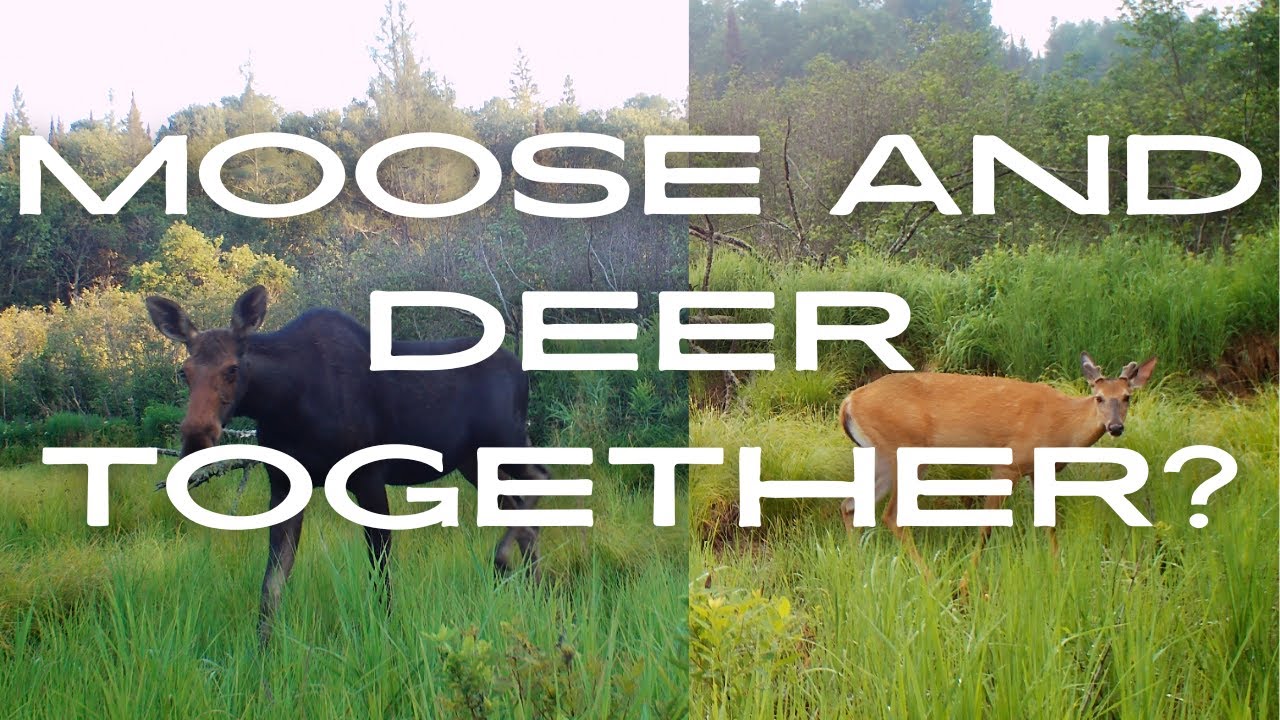 Deer and moose coexist in central Ontario. It's not unusual for these ...