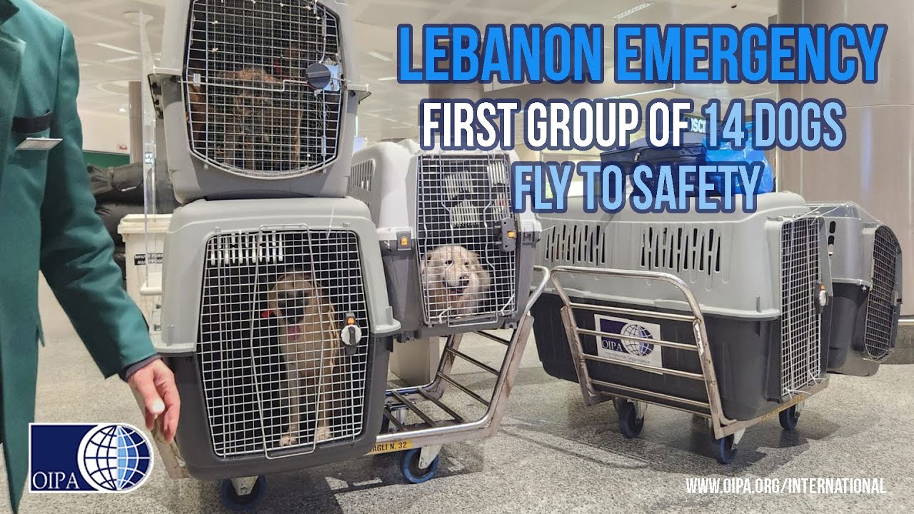 RESCUE MISSION IN LEBANON: 14 DOGS FLY TO A NEW LIFE - YouTube