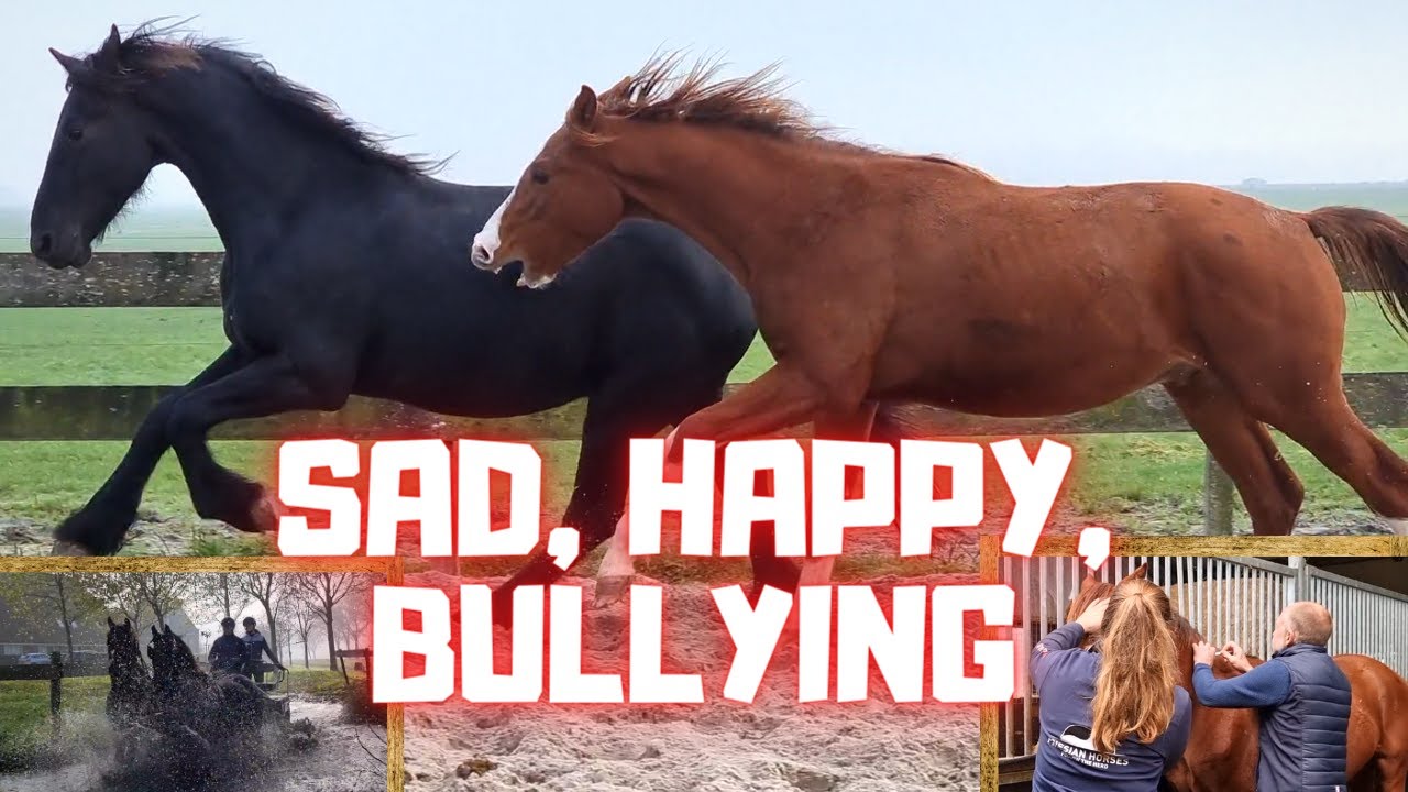 Sad😢 but also happy... Vaccinating horses. Rising Star is bullying ...