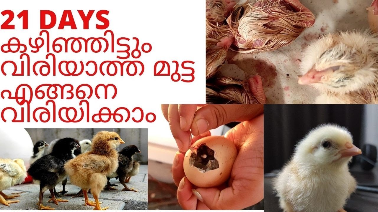Not Hatched Egg after 21 days | 21 ദിവസം കഴിഞ്ഞിട്ടും വിരിയാത്ത മുട്ട ...