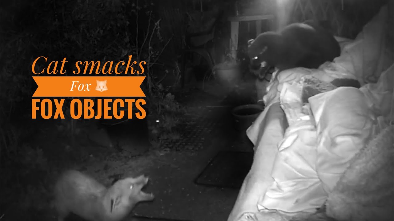 A very busy night - Fox & cats & badger - YouTube