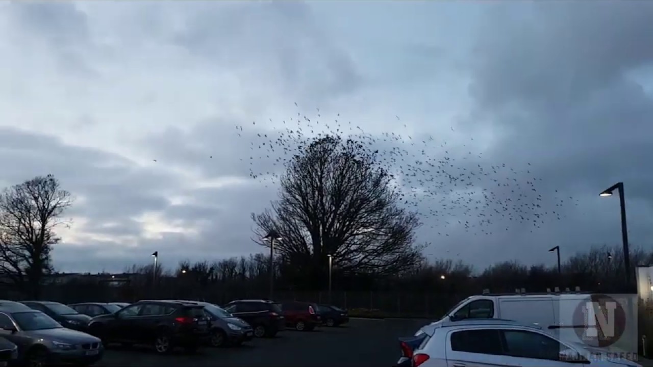 Starling birds Ireland - YouTube