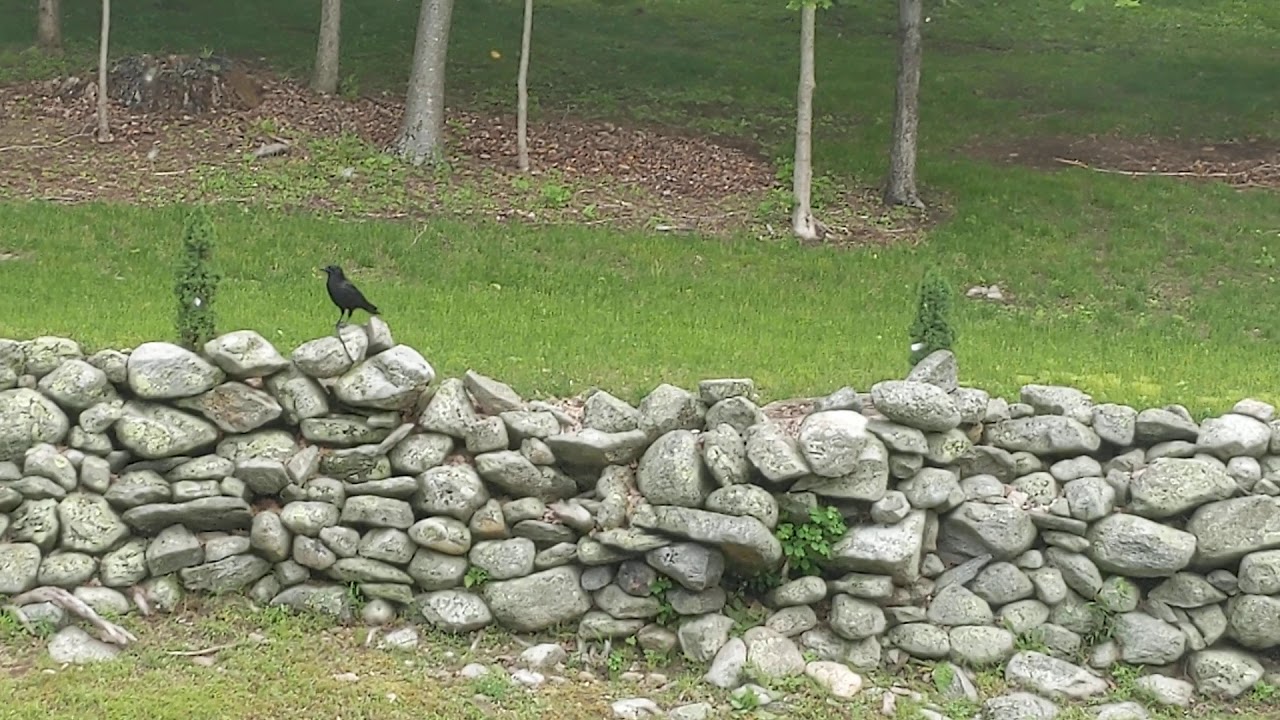 crow pick 2020 - YouTube