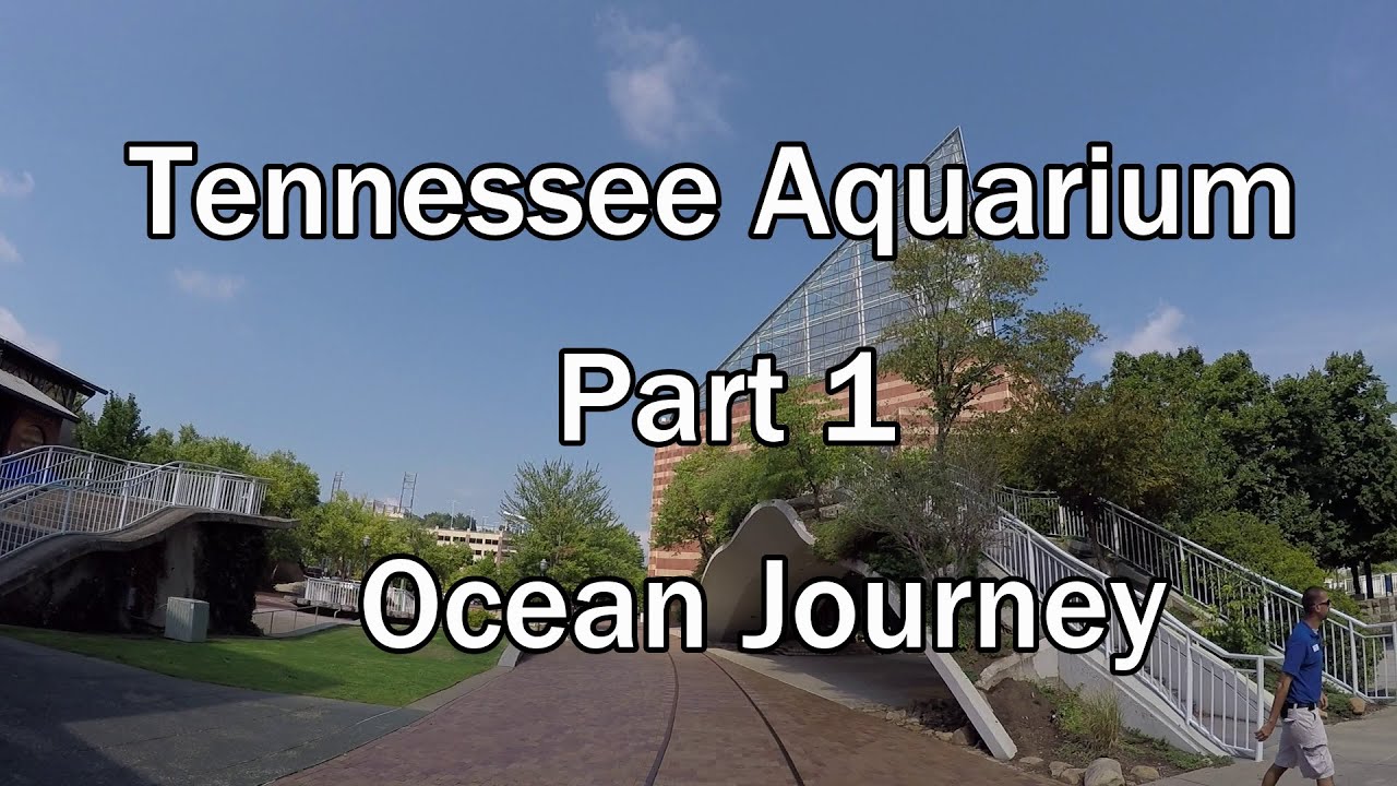 Tennessee Aquarium Ocean Journey - YouTube
