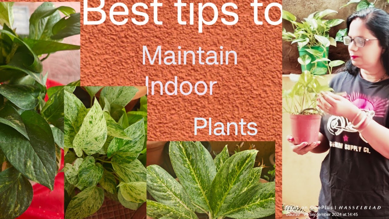8. Important Tips for indoor plants // Best tips to maintain indoor ...