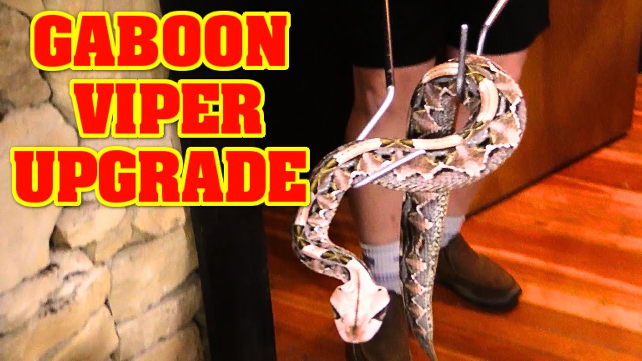 We give our GROWING GABOON VIPER an upgrade. Which means...we also have to move a RATTLESNAKE ...