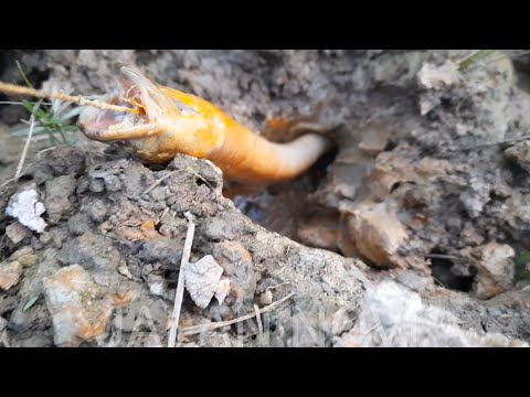 mancing belut di sawah umpan cacing tanah banyak dapat belutnya