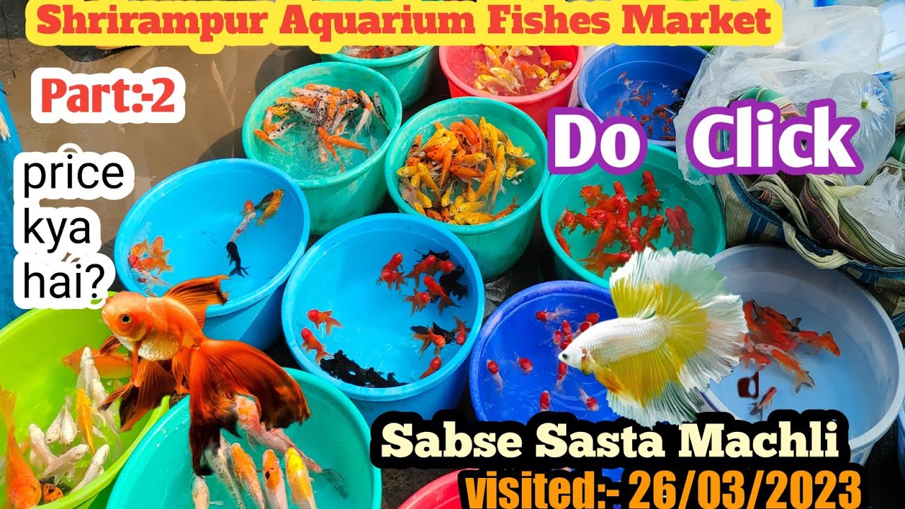 All types Aquarium Fishes price | very low price Aquarium Fish ...