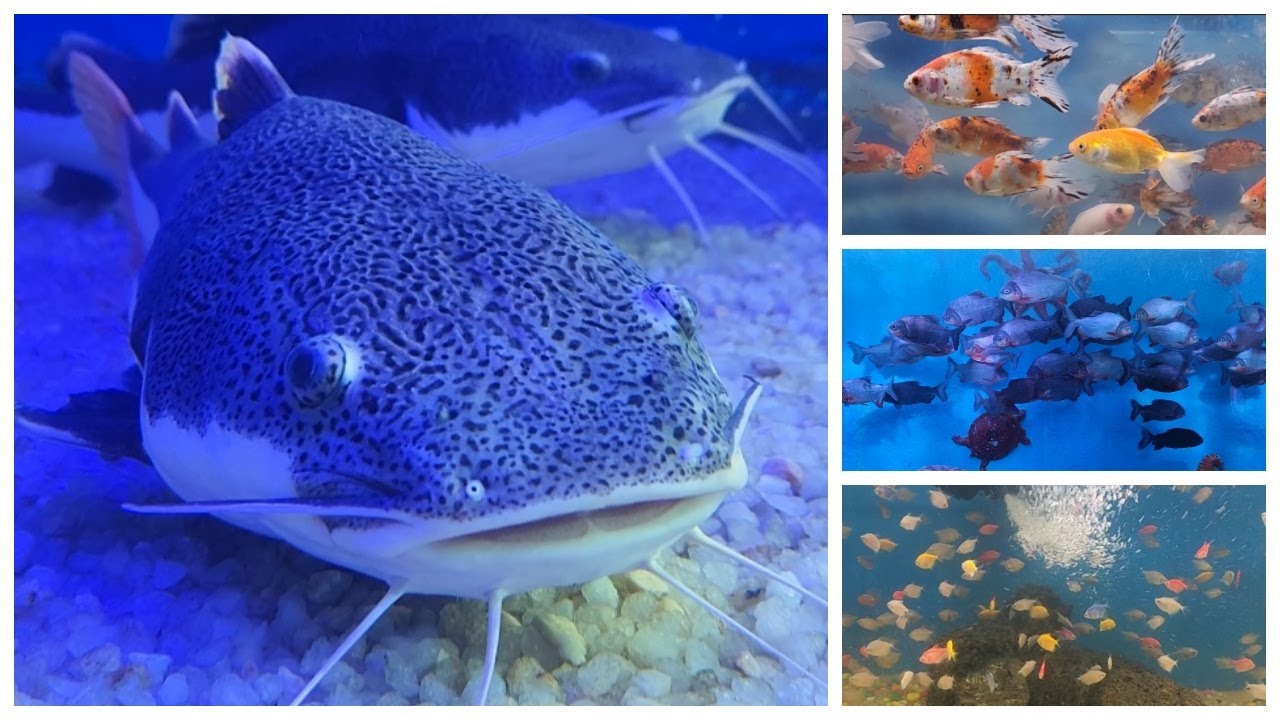 Aquarium Fish Video | Underwater Tunnel Aqua Exhibition Mangalore ...